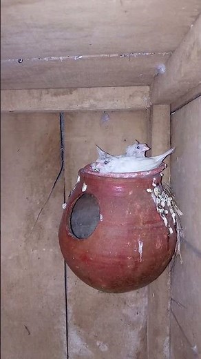 3 diffrents birds.. Say Masha Allah🥰.#babirdsaviary #viralshort