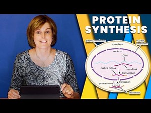 Protein Synthesis | Transcription & Translation | DNA, mRNA, tRNA | Life Sciences Grade 12