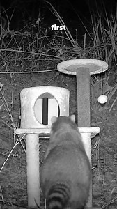 1.5M views · 26K reactions | Wild Animal vs Cat Tree! | Tim in the Wild | Facebook