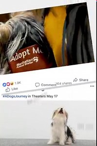 5.2K views · 186 reactions | "It’s like he chose you.” The story of A Dog's Purpose continues in #ADogsJourney May 17. | A Dog's Journey | Facebook