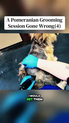 Pomeranian Grooming Session Mishap: A Rescue Story