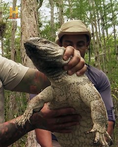 533K views · 10K reactions | Zack y Arón exploran una zona conocida como "Vertedero de mascotas exóticas". Este lagarto es un reptil carnívoro que no es propio de la zona, alguien debió haberlo abandonado en el lugar. #AmosDelPantano  | HISTORY | Facebook