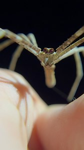 37K views · 1.2K reactions | Look into those angel eyes 朗 The...