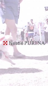 Nestlé Purina acredita que pessoas e pets vivem #melhorjuntos, por isso promoveu a Festa Cãopira, no Parque Villa Lobos, em São Paulo. Veja como foi a nossa festa que reuniu os bichinhos e toda a família em um dia mega divertido. 🐶 #PraCegoVer Um vídeo colorido mostra o logo de Nestlé Purina e os dizeres: Parque Villa Lobos. São Paulo - SP. Na sequência, aparecem mulheres, homens, crianças e idosos em diferentes atividades com seus cachorros. | Nestlé