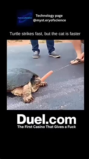 Tech on Instagram: ""Turtle strikes fast, but the cat is faster. Caught in the moment on the road, this snapping turtle shows off its speed as two people witness the wild scene. The contrast between the slow-moving reputation of turtles and this one's quick strike is hilarious. Meanwhile, a cat's speed is the ultimate trump card here. Nature's unpredictability in full display with these two on the road! The tension in the air as the people stand by, watching this tiny battle of speed and surviva