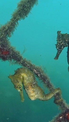 More seahorses? Well, ok then... 🐴🌊 Diver Mike Jones has been tracking the return of White’s Seahorses to Sydney Harbour thanks to special “Seahorse Hotels” built to restore their lost habitats. 💡 Fact: White’s Seahorse is one of the world’s only endangered seahorses and Sydney Harbour is the focus of a global model for their recovery. #SydneyHarbour #WhiteSeahorse #MarineLife #WildlifeComeback | Australian National Maritime Museum