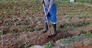 Cropped view. Black african subsistence farmer opening furrows with a hoe to manually water crops on a small scale vegetable farm