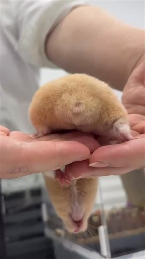 Pet Vibes on Instagram: "The portable mouse is here!Rolling Mouse😁 #Mouse#mousevideo #cutemouse#rollingmouse#mousegamer #pet#pets#petlovers #petlife"