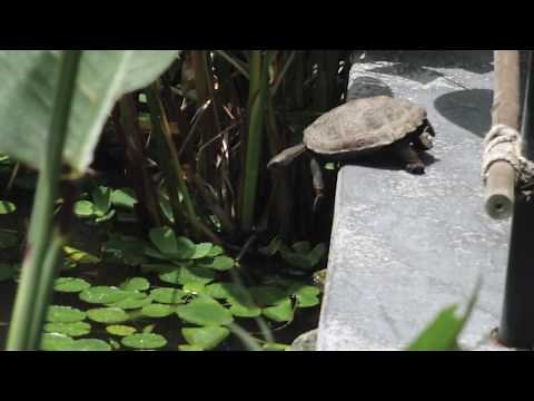 La La Wee La La Woo - Parry Gripp