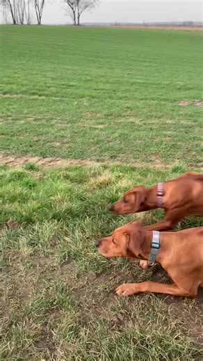#rhodesianridgeback #hundeauftiktok #meinodin #meinemalou #ichliebemeinhund #fy