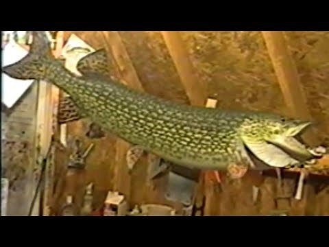 Northern Pike painting for taxidermy(See description)
