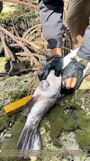 Forging Gold From Gills: When a Fish Yields a Treasure**