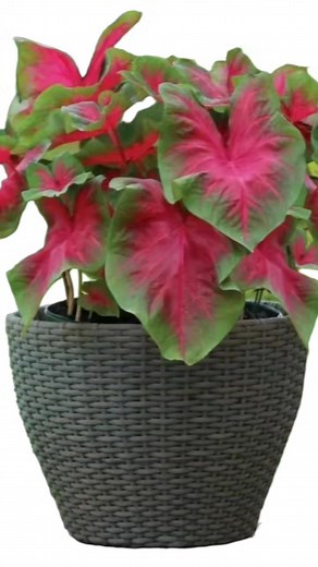 5K views · 117 reactions | Most Beautiful Types of Big Leaf Caladium Varieties. #most #caladium #Varieties #plants #plantes #plantsplantsplants #plantas #indoorplants #houseplants #beauty #AmaZing #garden | Decor & Beauty | Facebook