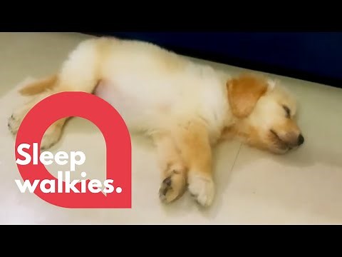 This funny video shows a dog running - in his sleep | SWNS