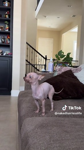 Sparkles, Sprinkles & Speckles on TikTok