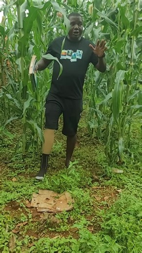 Yusuph Hamisi | JAMANI KUMBE UBALOZI NDIO KAZI NAMNA HII KHAAA.....😂😂😂😂😂😂😂🙌🙌🙌🙌🙌 Haya sasa Wazazi/walezi,, walimu na wanafunzi wote tuhakikishe tunaianza... | Instagram