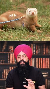 Mind-Blowing Ferret Behavior: The Power of Trust and Bonding 🐾#FerretFacts #AnimalTrust #PetBehavior | Jot Tv Media