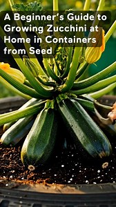 A Beginner’s Guide to Growing Zucchini at Home in Containers from Seed | Gardening Hacks World