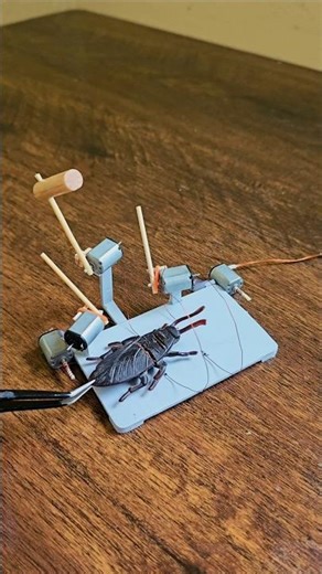 New cockroach trap with viral Japanese mochi style ! #trap #funny #mochi #japan