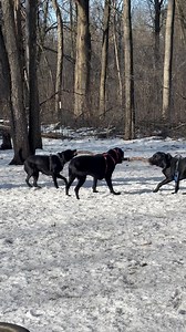 Three Labs, One Mission: Keep the Stick | K9 Konvoy