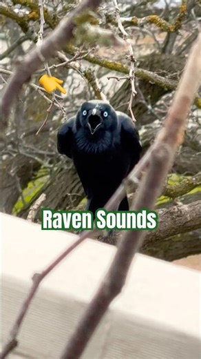 Calling Raven | Raven Call | Raven Sounds