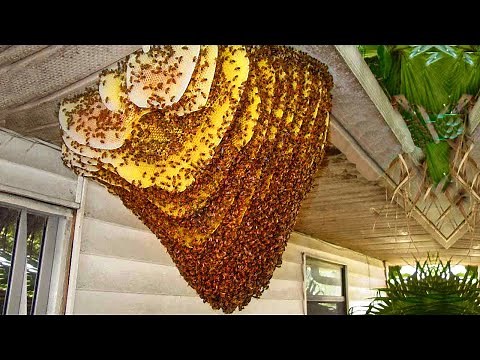 15 Biggest Insect Infestations