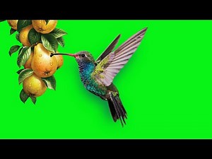 GREEN SCREEN hummingbird with flowers and fruits effects Footage HD | birds flying chroma key