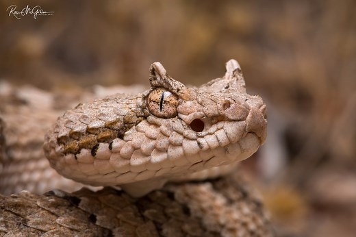 THE AMAZING SIDEWINDER! (With Commentary) The Sidewinder (Crotalus cerastes) is a species of venomous pit viper from the southwestern United States and northwestern Mexico. With its characteristic horns over the eyes and the sidewinding locomotion for which it was named, it is perhaps the most distinctive rattlesnake in the Arizona. Sidewinders are a fairly small rattle snake (824mm total length) but have relatively long fangs (5 - 8.1 mm). Compared to other rattlesnakes, the venom is moderately