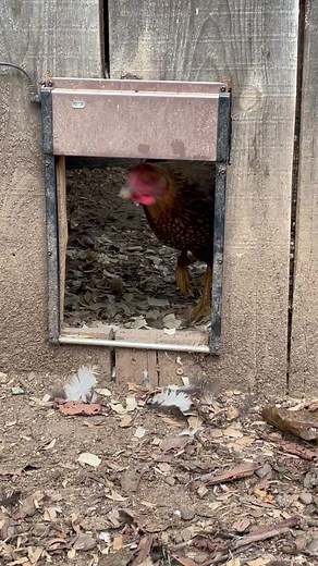 6.7K views · 106 reactions | Chicken math is real. #chickens #chickenmath #chickenmama #crazychickenlady #chickensofinstagram #chickenfarmer #comedy #farmlifestyle #countryliving #fypツ | Hannah Easton | Facebook