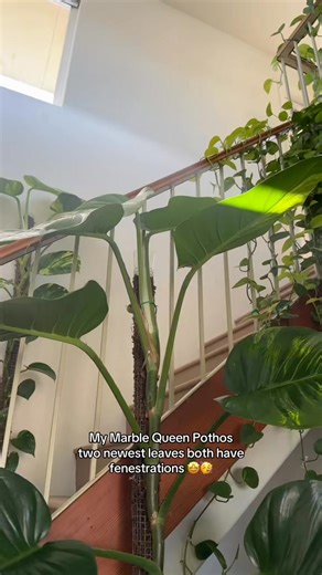 The brand new leaf on my Marble Queen Pothos is still in the process of developing rn, very excited to extend the moss pole again and keep growing her larger 🌱☺️ #plantsoftiktok #plant #plants #planttok #plantlover | Rootingyourgrowth