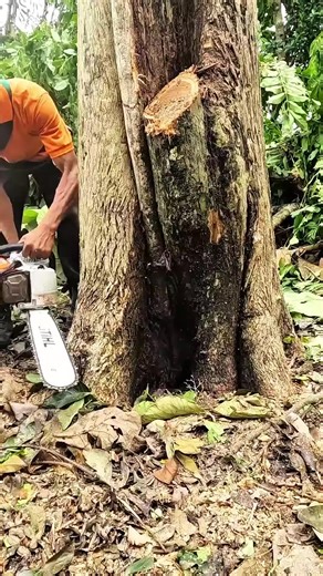 long and old Tree cutting 🌳 satisfied moments #tree #satisfying #fyb
