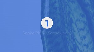 Best Houseplants for Beginners