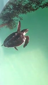 97K views · 3.3K reactions | Happpppppy World Turtle Day!!! What a goood day!! :) Let's remember to always look after them and the oceans they swim in!! | Sea Turtle, Inc | Facebook