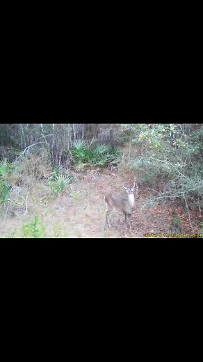 1.4K views · 26 reactions | Making mock scrapes on Floria public land using scrape-magic #outdoors #publicland #mockscrapes #video #reels #bucks #florida #scrapes #action #deerhunting #deerseason #reelsvideo #shortclips #reelsfb | Eastwood Outdoors | Facebook