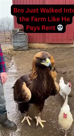 Bro Just Walked Into the Farm Like He Pays Rent 💀