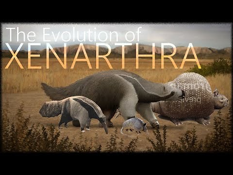 Evolution of sloths and armadillos