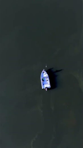 DJI mini pro 3 Fishing shots #stripedbass #fishing #stripedbassfishing #outdoors