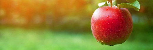 Using the Bible to Explain Original Sin