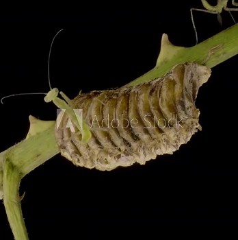 Vertical video, Newborn baby praying mantis sits on Ootheca (Oviparity) on black background. Transcaucasian Tree Mantis (Hierodula transcaucasica). Closeup of nymph form of mantis insect