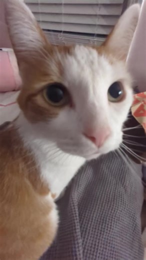 Caitlin (@froggreen314)’s videos with original sound - iluvvbk