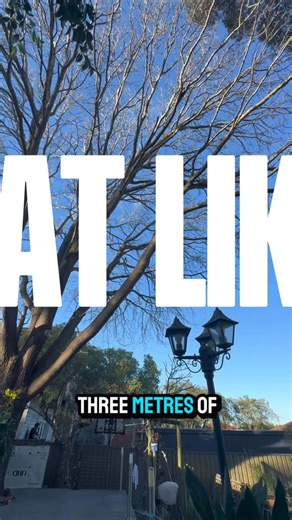 Tree Removal Sydney — Your Local Arborist on Instagram: "Sydney Tree Removal | Liquid Amber 3m From House 🌳🏡 Timelapse of a massive liquid amber tree removal in Croydon Park, Sydney. This tree was just three metres from the house, posing risks of root damage, foundation issues, and storm hazards. Our qualified Sydney arborists carried out the job safely and efficiently using professional equipment. ✅ Croydon Park tree removal ✅ Sydney arborist services ✅ Liquid Amber removal ✅ Safe tree remova