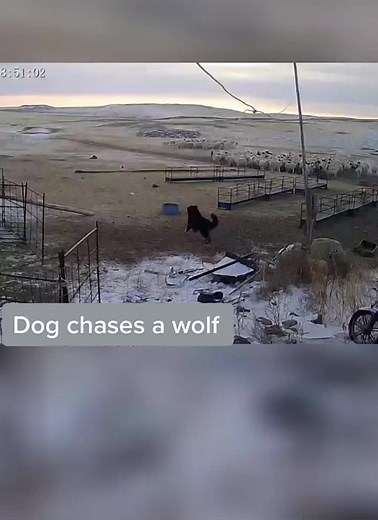 Dog Chases Wolf on Lone Wolf Ranch