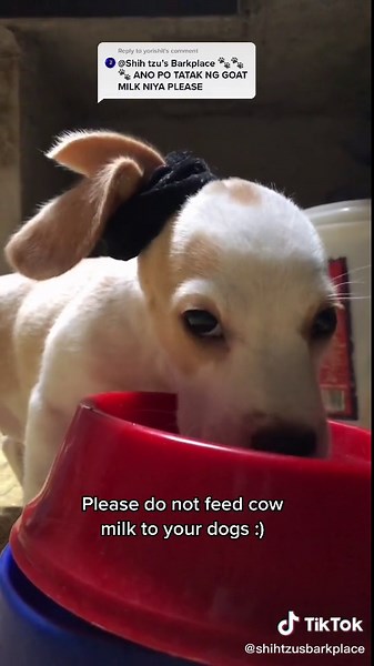 Reply to @yorishit #MatildaTheBeagle #ArianaGranDog #JojoSiDog #GoatMilk #Beagle