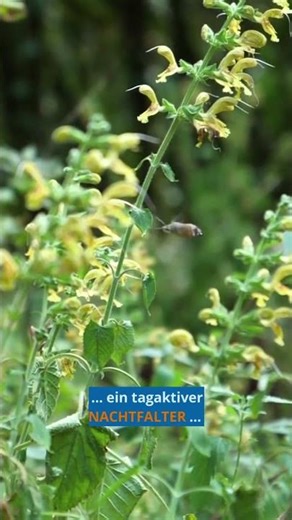 Kolibris in München? Nein, das sind...