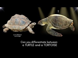 TORTOISE vs TURTLE: Know the Difference! (life span, speed, shell structure and size, food)