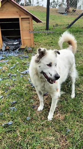 Morita no ve ni oye, pero siente el amor más que nadie 🤍🐾 Es una dulzura esperando una oportunidad. Adóptala, apadrínala o comparte este video y ayúdanos a encontrar su hogar ✨