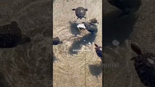 Heartwarming Turtle Helps Another Turtle with Incredible Kindness