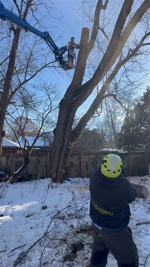 1.8K views · 15 reactions | Pablo strength When we feel like we can’t do something we say, “Use Pablo strength” because he gets it DONE! • • • #strength #worker #treecrew #logs #treecutting | Oak Bros Tree Care | Facebook