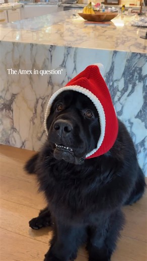 Ari Alvarez-Tostado on Instagram: "Basado en hechos reales 💸Tratando de explicar la cuenta de Amex, yo solo veo compras esenciales 🐻 Going through my credit card bill like 💸 based on true events - - - #newfie #newfoundland #terranova #americanexpress"