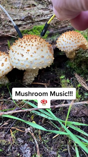 Music of the scalycap mushroom! Toxic but wow how pretty 🍄✨ #mushroom #mushrooms #fungi #synthtok #musiciansoftiktok #plantsoftiktok